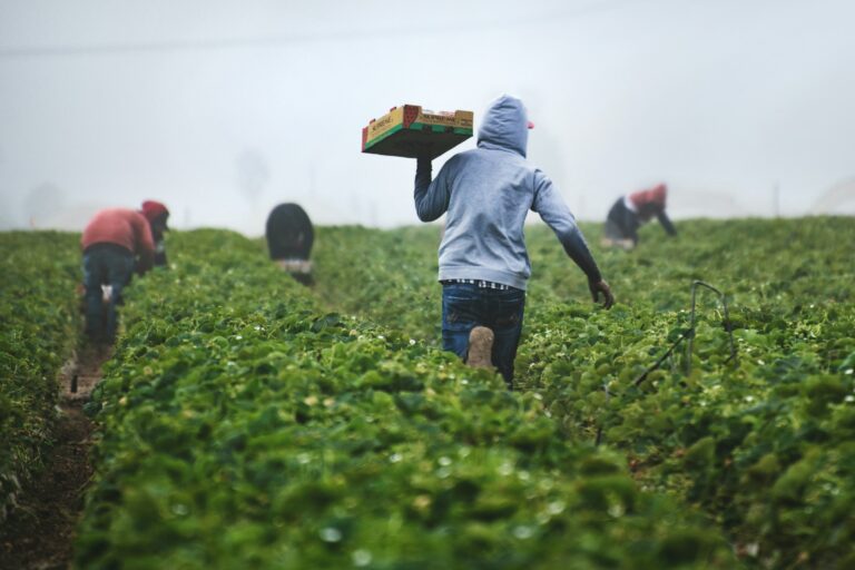 Visado de Trabajo Temporal en Portugal: Requisitos y Guía de Solicitud