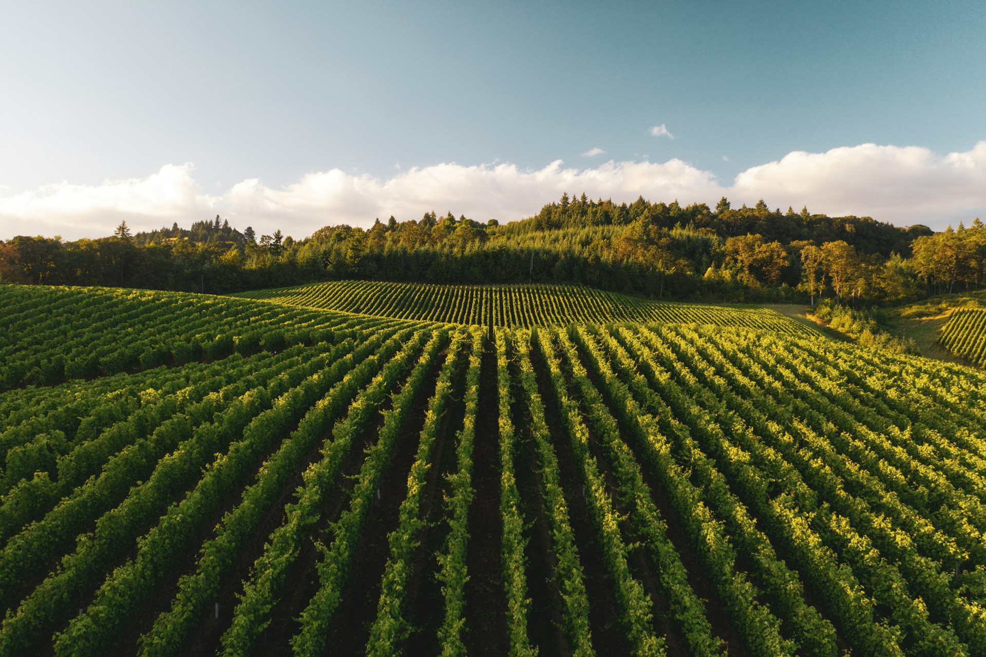 Vineyards for Sale in Portugal: Best Locations and Costs